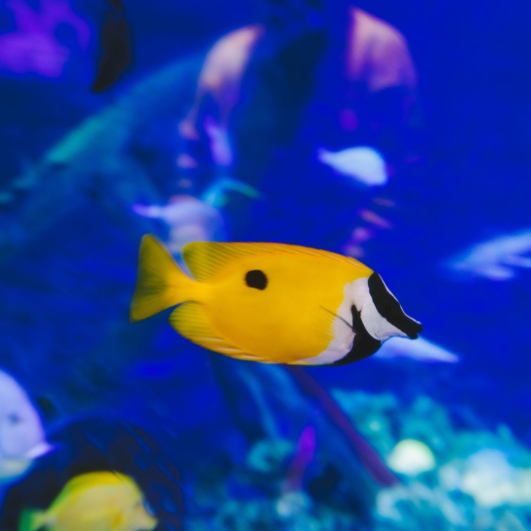 Field Trips | Layton Aquarium & Wildlife Encounters