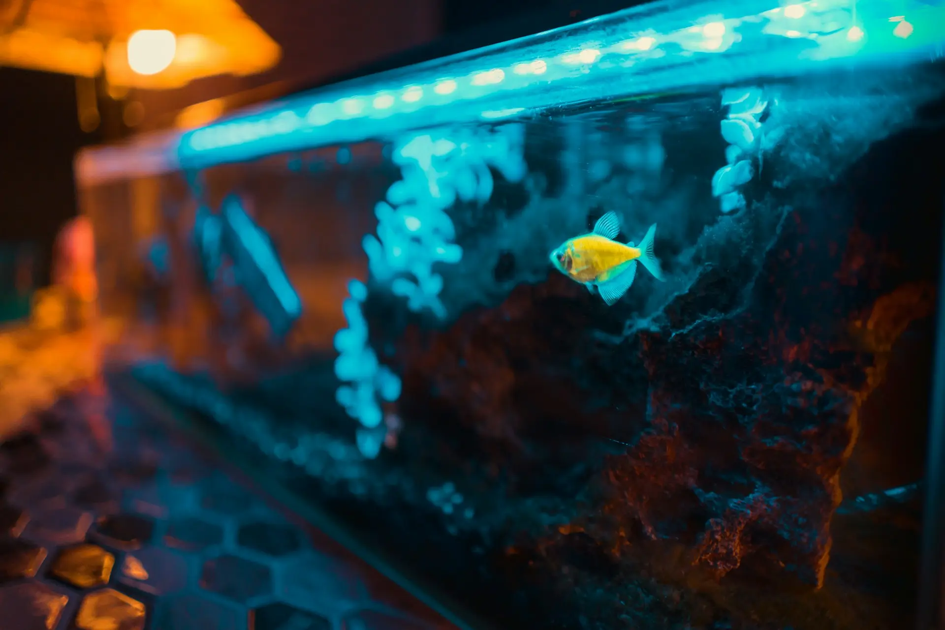 Exciting News! Layton Aquarium and Wildlife Encounters Now Offers EBT ...