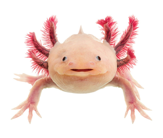 Axolotl | Layton Aquarium & Wildlife Encounters