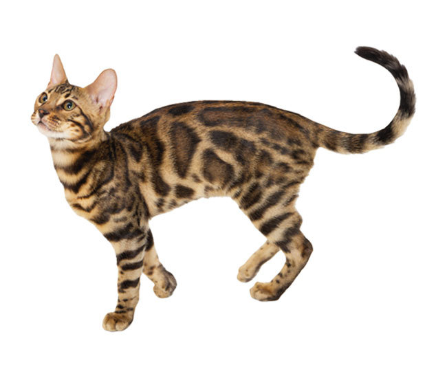 Bengal Cat | Layton Aquarium & Wildlife Encounters