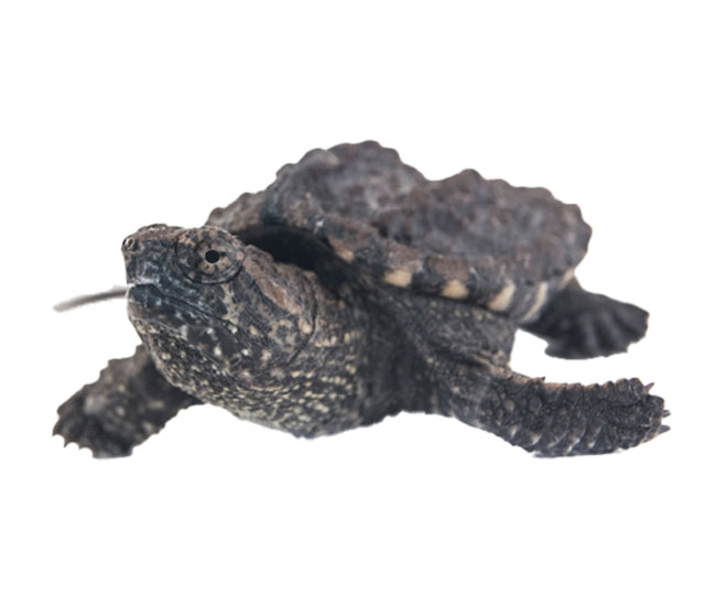 Common Snapping Turtle | Layton Aquarium & Wildlife Encounters