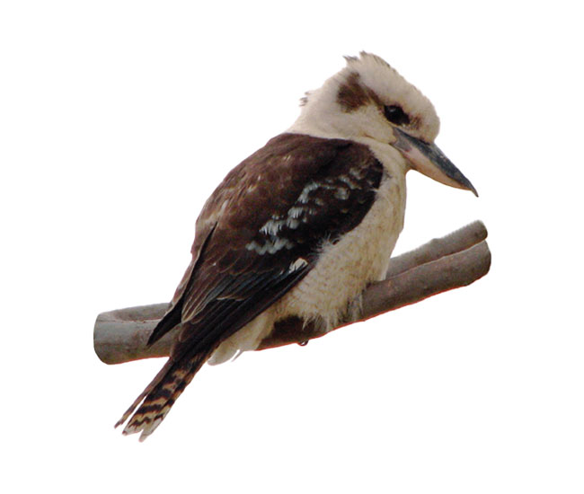 Kookaburra | Layton Aquarium & Wildlife Encounters