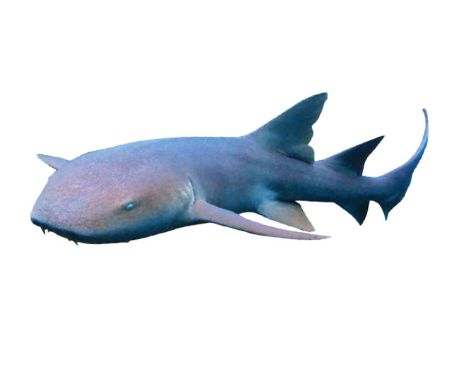 Nurse Shark | Layton Aquarium & Wildlife Encounters