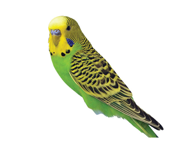Parakeet | Layton Aquarium & Wildlife Encounters