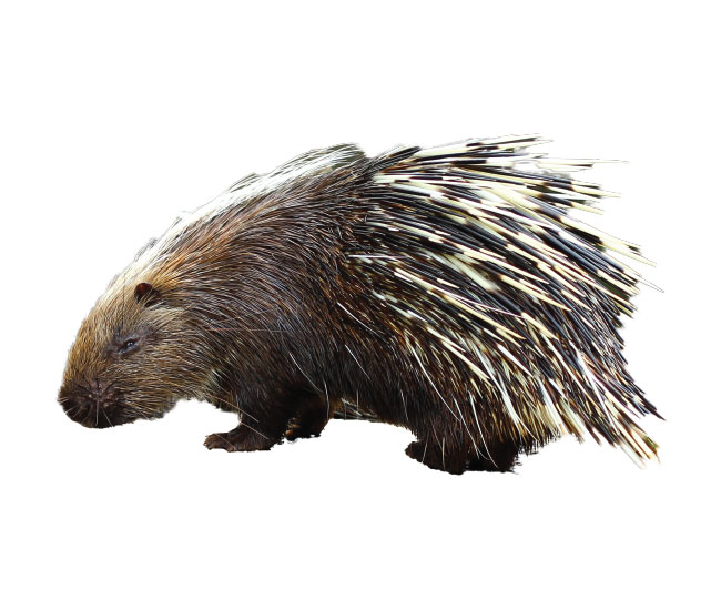 Porcupine | Layton Aquarium & Wildlife Encounters