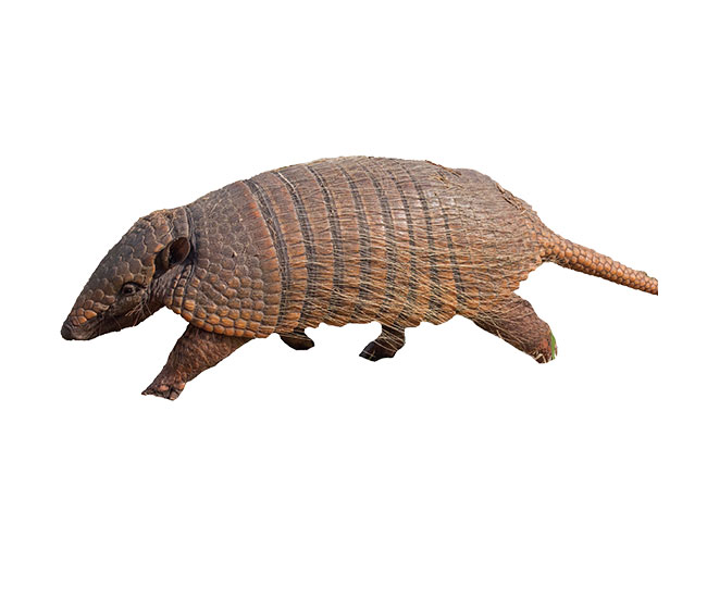 Six-Banded Armadillo | NorCal Aquarium & Wildlife