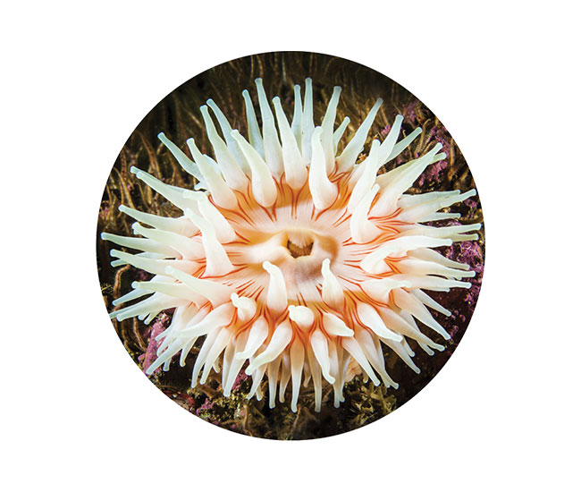 Anemone | Layton Aquarium & Wildlife Encounters