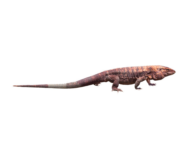 Argentine Red Tegu | Layton Aquarium & Wildlife Encounters