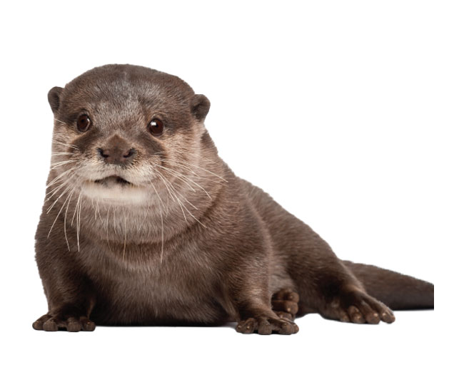 Asian Small Clawed Otter | Layton Aquarium & Wildlife Encounters