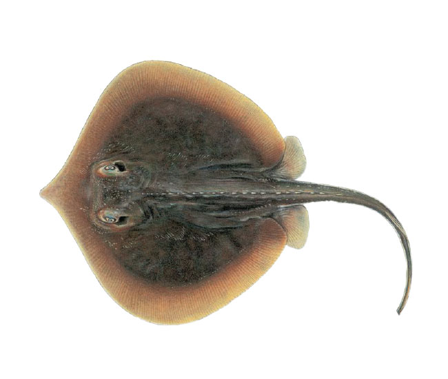 Atlantic Stingray | Layton Aquarium & Wildlife Encounters