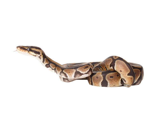 Ball Python | Layton Aquarium & Wildlife Encounters