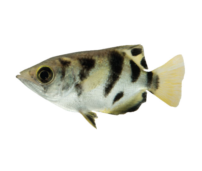 Banded Archerfish | Layton Aquarium & Wildlife Encounters