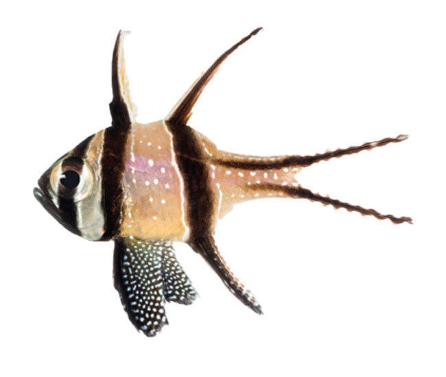 Bangaii Cardinalfish | Layton Aquarium & Wildlife Encounters