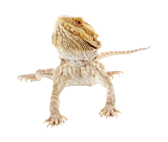 Bearded Dragon | Layton Aquarium & Wildlife Encounters