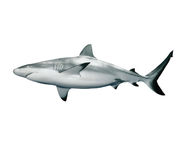 Blacktip Reef Shark | Layton Aquarium & Wildlife Encounters