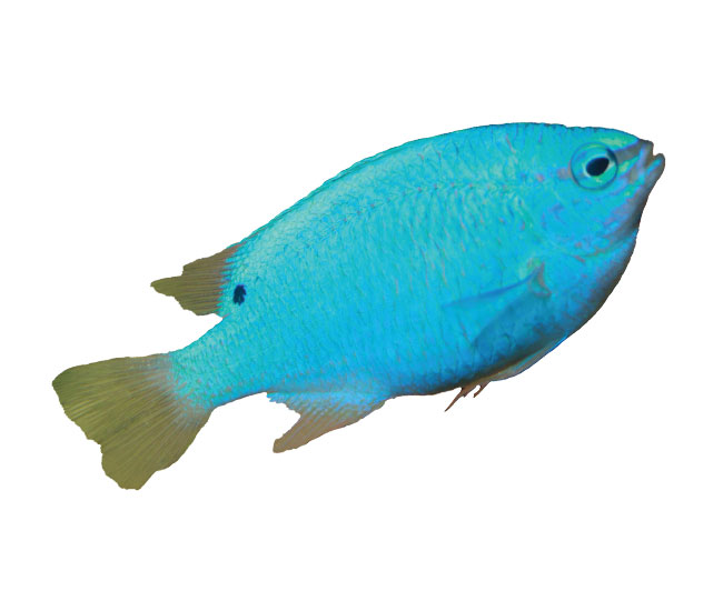 Blue Damselfish | Layton Aquarium & Wildlife Encounters