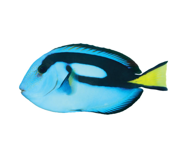 Blue Tang | Layton Aquarium & Wildlife Encounters
