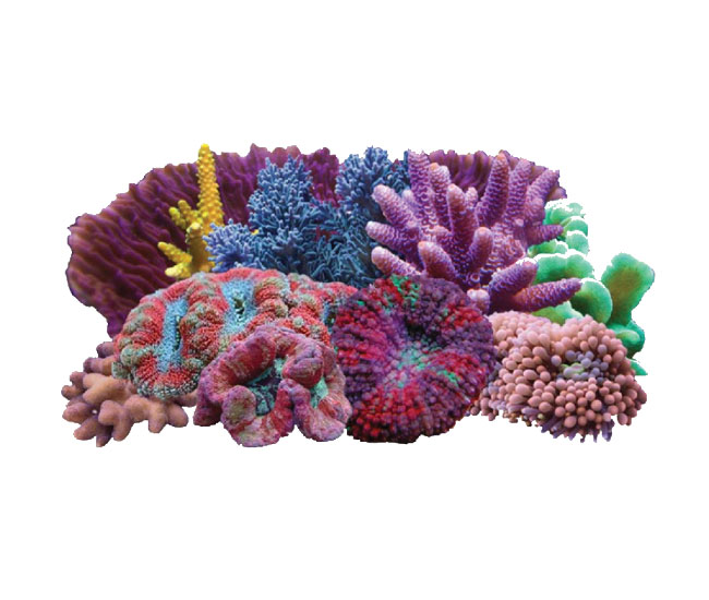 Coral | Layton Aquarium & Wildlife Encounters