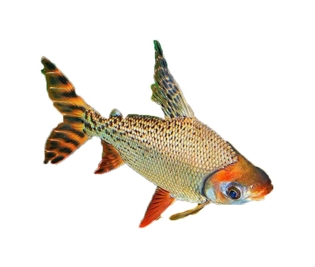 Flagtailed Prochildus | Layton Aquarium & Wildlife Encounters