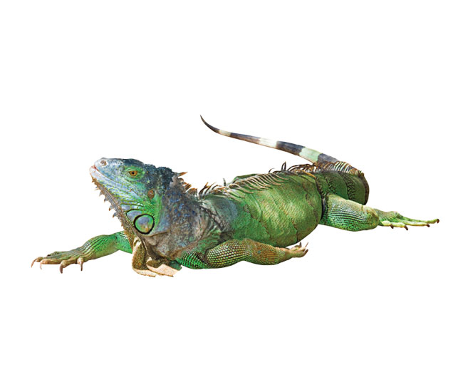 Green Iguana | Layton Aquarium & Wildlife Encounters