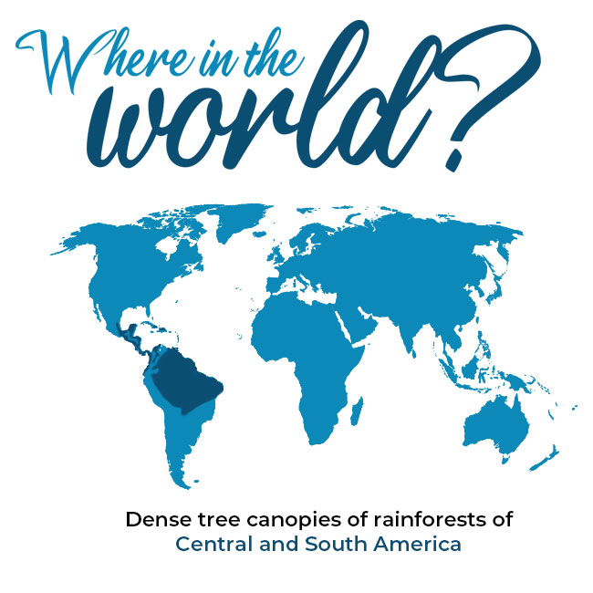 Green Iguana | Layton Aquarium & Wildlife Encounters