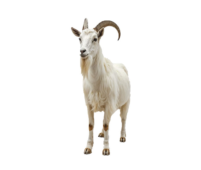 Nigerian Dwarf Goat | Layton Aquarium & Wildlife Encounters