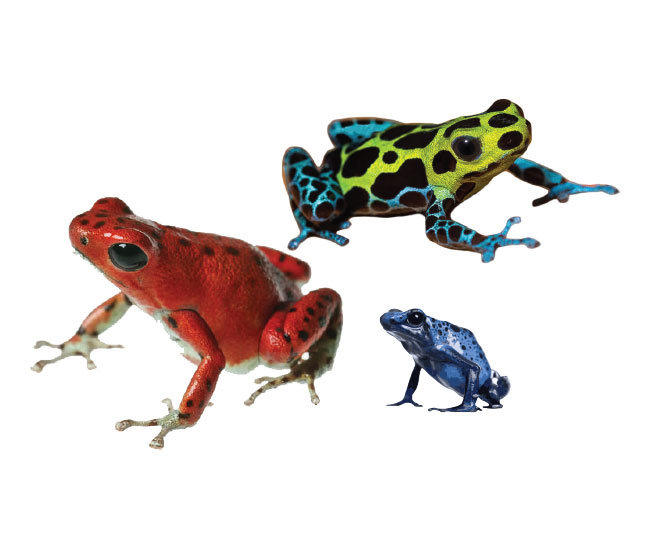 Poison Dart Frogs | Layton Aquarium & Wildlife Encounters