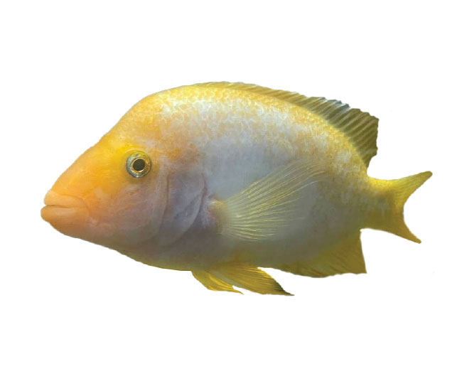 Red Devil Cichlid | Layton Aquarium & Wildlife Encounters