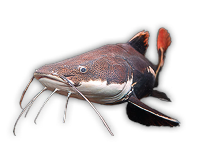 Red-tailed Catfish | Layton Aquarium & Wildlife Encounters