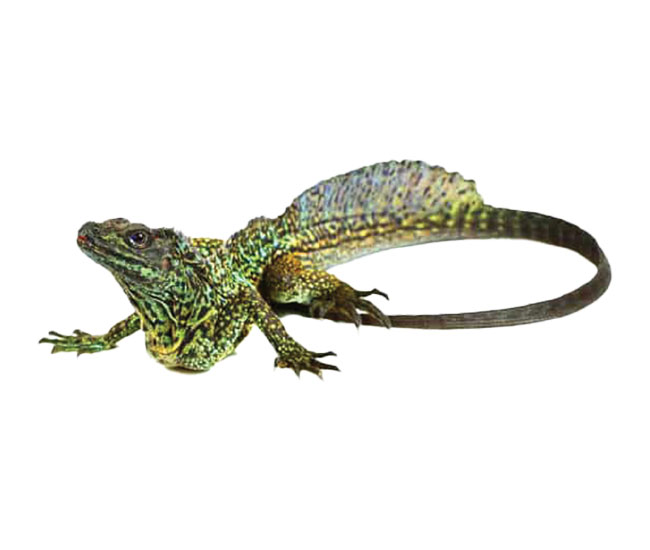 Sailfin Lizard | Layton Aquarium & Wildlife Encounters