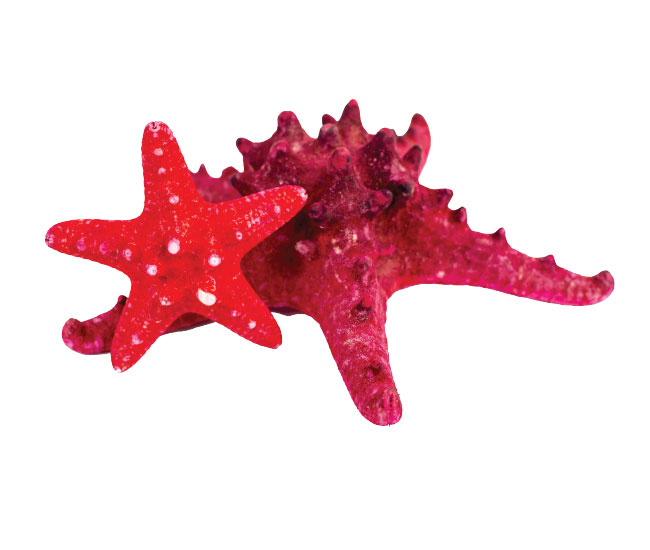 Sea Star | Layton Aquarium & Wildlife Encounters