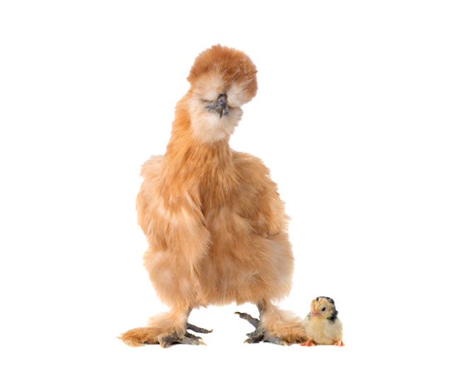 Silkie Chicken | Layton Aquarium & Wildlife Encounters