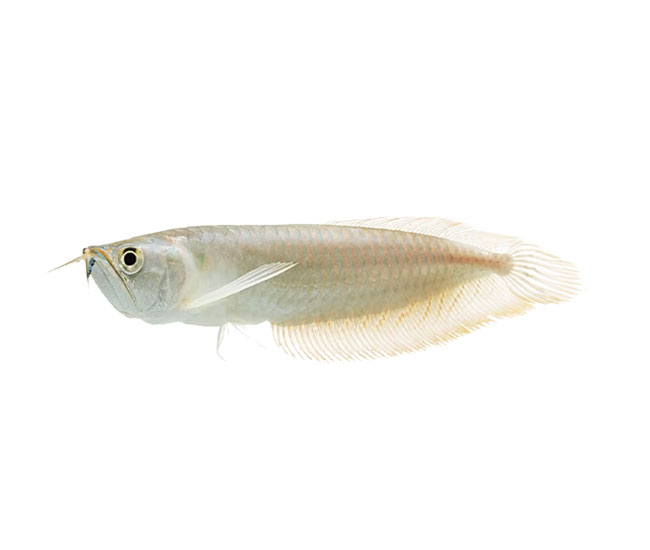 Silver Arowana | Layton Aquarium & Wildlife Encounters