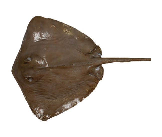 Southern Stingray | Layton Aquarium & Wildlife Encounters