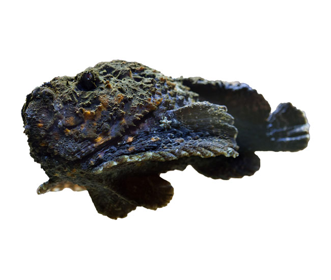 Stonefish | Layton Aquarium & Wildlife Encounters