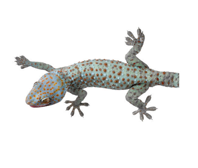 Tokay Gecko | Layton Aquarium & Wildlife Encounters