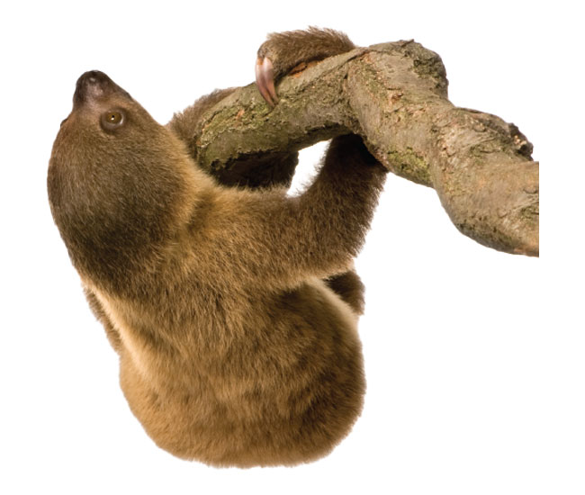 Two-Toed Sloth | Layton Aquarium & Wildlife Encounters