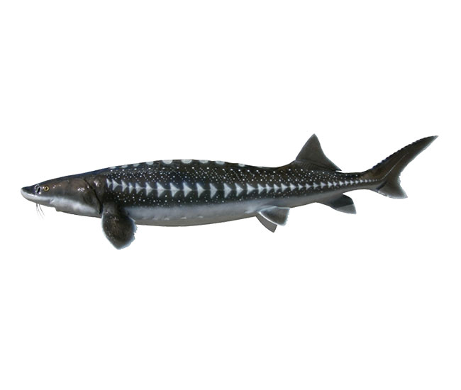 White Sturgeon | Layton Aquarium & Wildlife Encounters