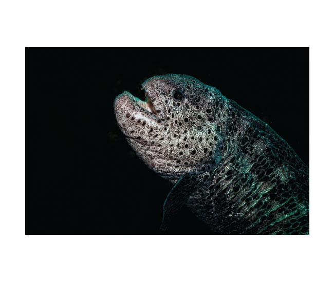 Wolf Eel | Layton Aquarium & Wildlife Encounters