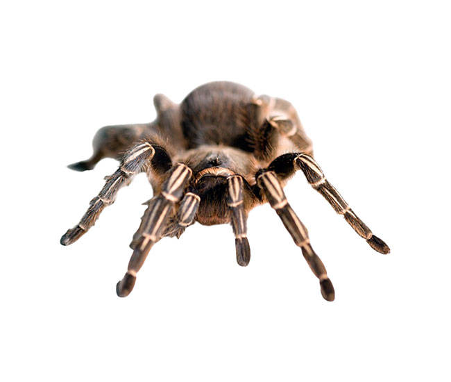 Zebra Tarantula | Layton Aquarium & Wildlife Encounters